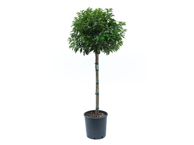 GROW by OBI Vavrínovec portugalský (Prunus lusitanica), cca 100 cm, kv ...