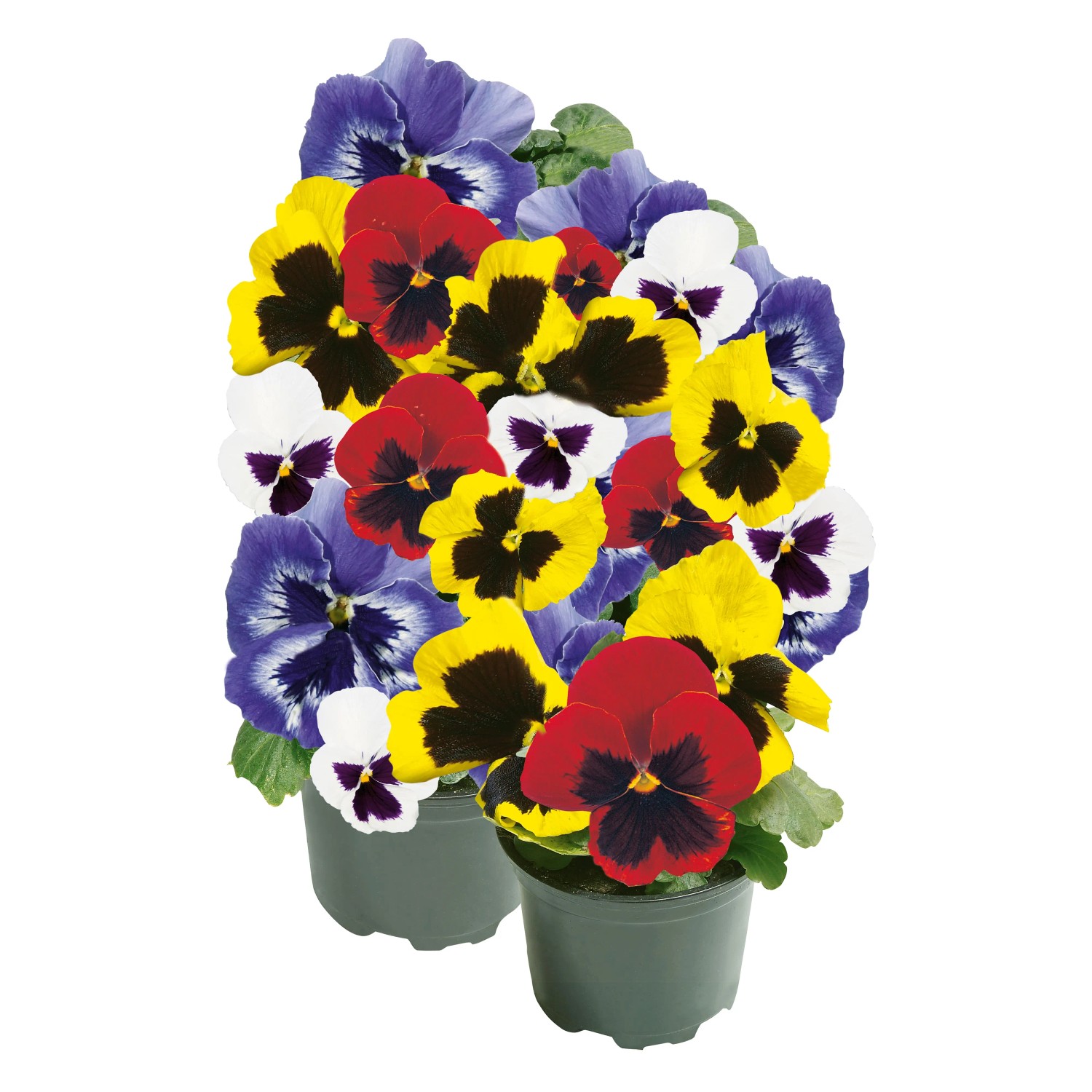 WW Flora Sirôtka záhradná (Viola wittrockiana) rôzne farby cca pr. 9 cm