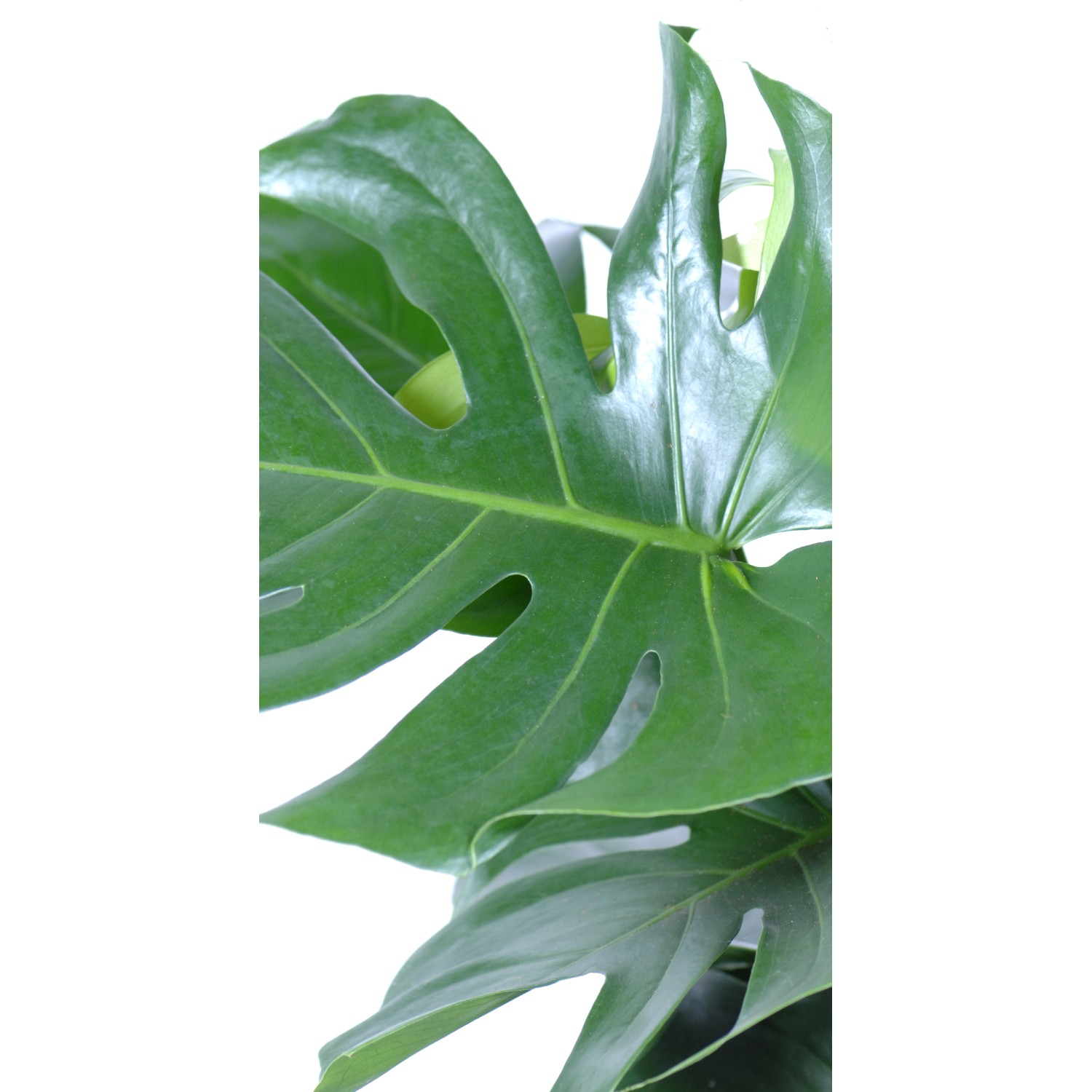 GROW by OBI Monstera skvelá (Monstera deliciosa) Tauerii výška 65-80 cm ...