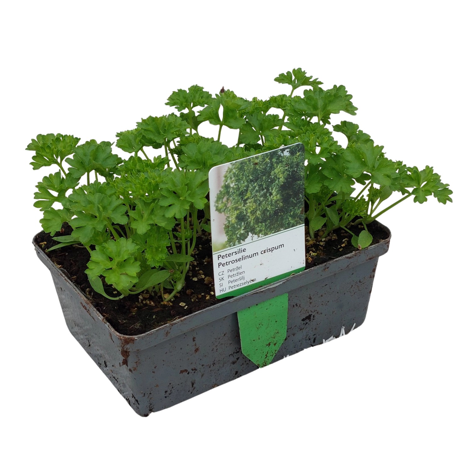 Landgard Petržlen záhradný (Petroselinum crispum) 6 ks v miske nakúpiť ...