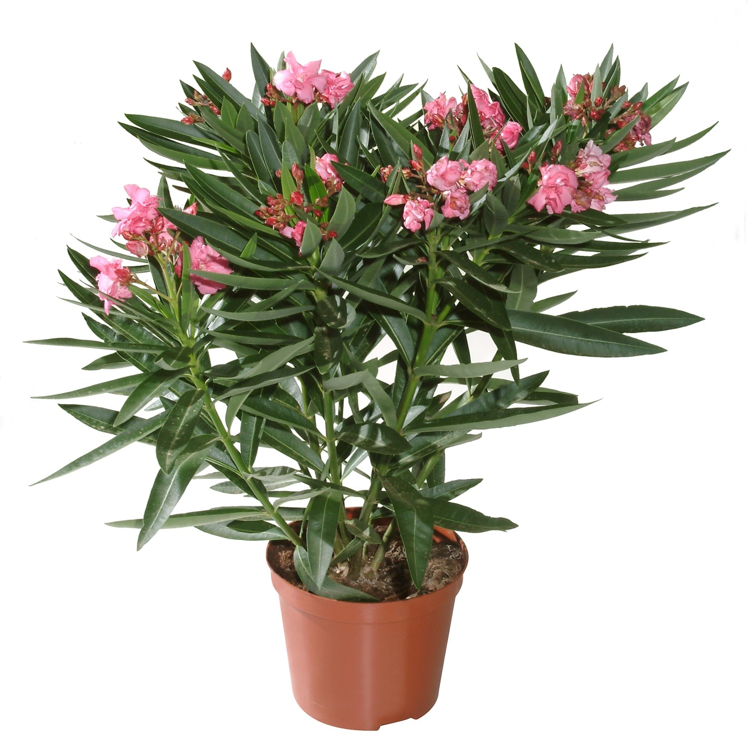 Oleander (Nerium oleander) pr. kvetináče cca 14 cm nakúpiť v OBI