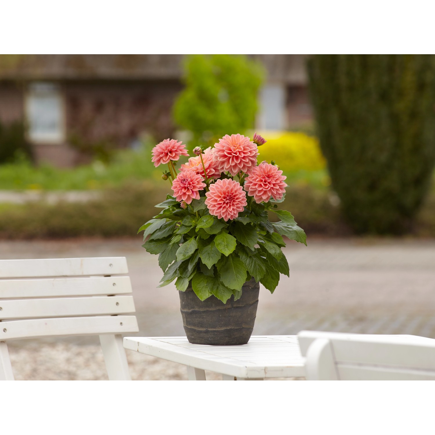 GROW by OBI Georgína (Dhalia Cordifolia) pr. cca 26 cm nakúpiť v OBI