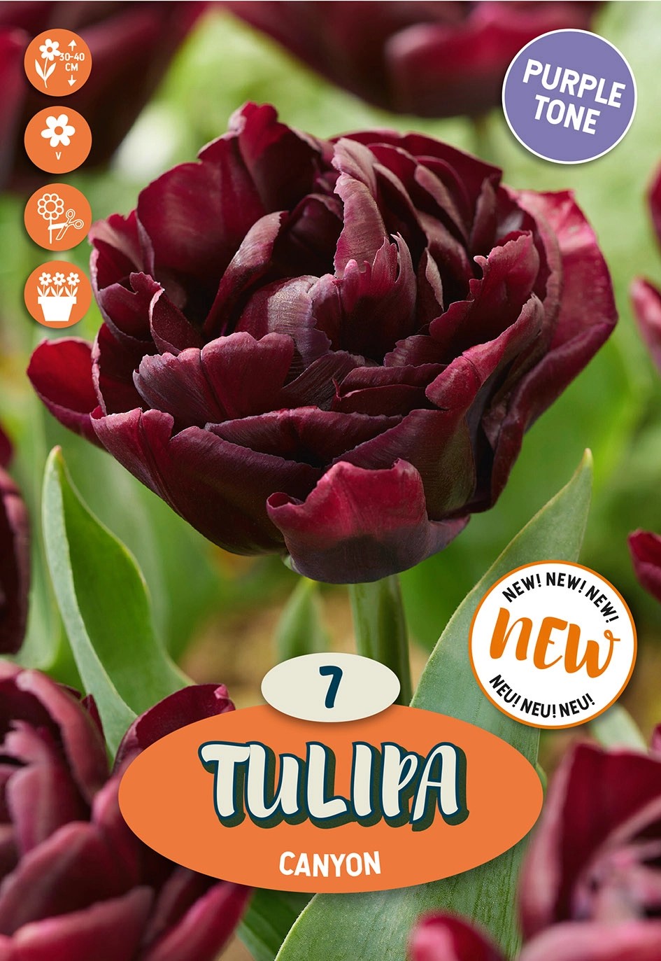 Royal De Ree Holland Kvetinové cibuľky Tulipa Canyon 7 ks nakúpiť v OBI