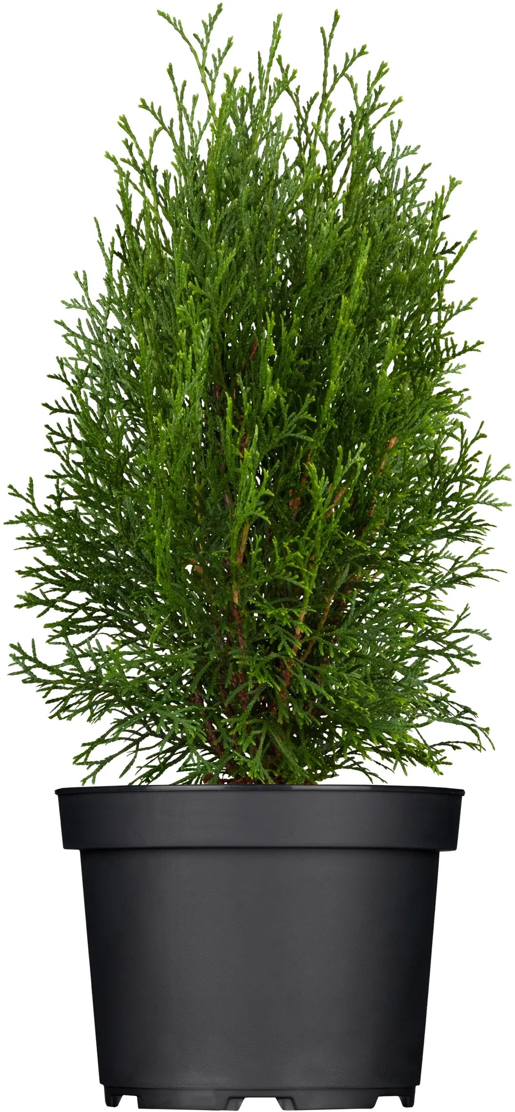 OBI Tuja západná "Smaragd" výška cca 20 - 30 cm kvetináč cca 2 l Thuja ...