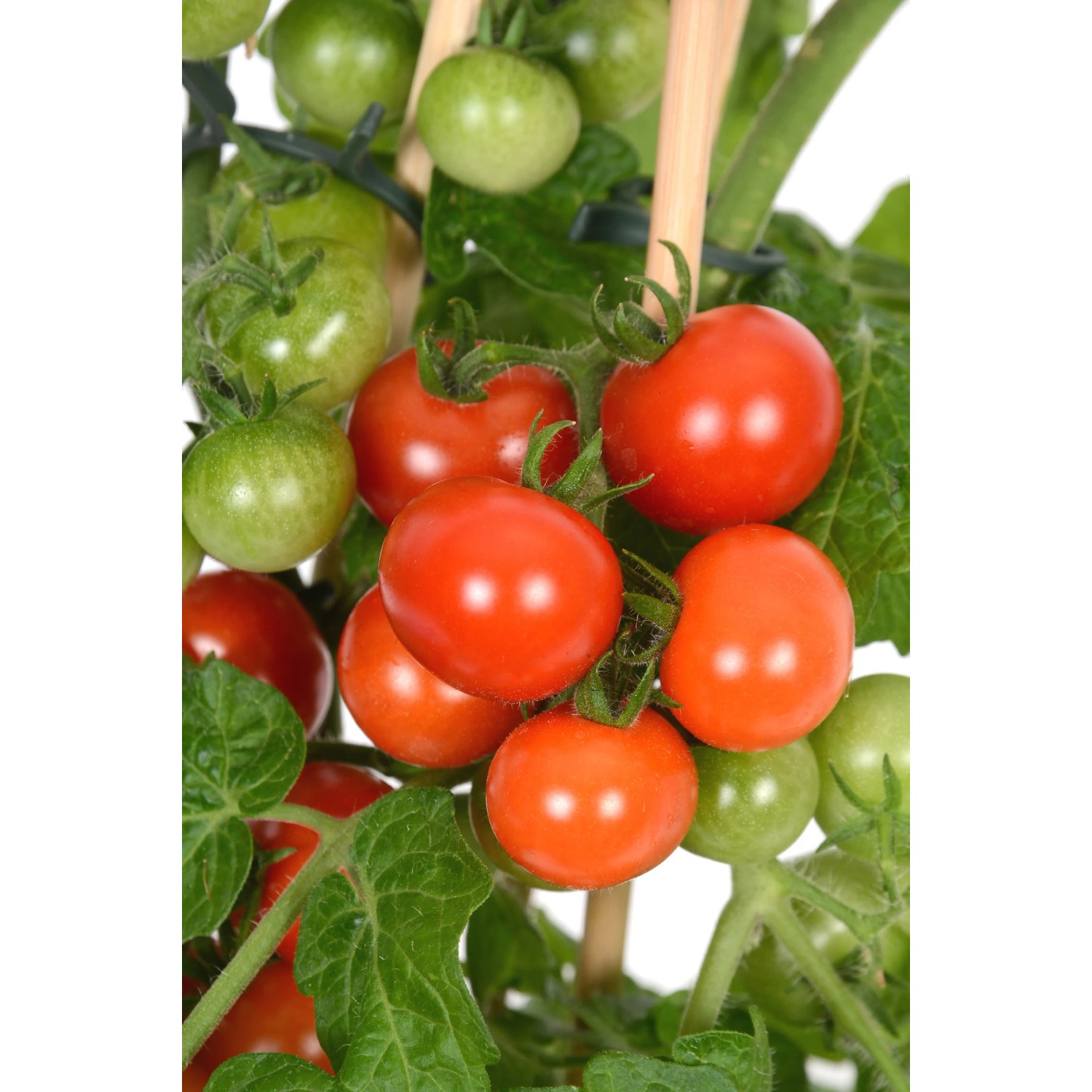 OBI Cherry rajčata Pick & Joy pr. kvetináča 14 cm, výška 40-50 cm