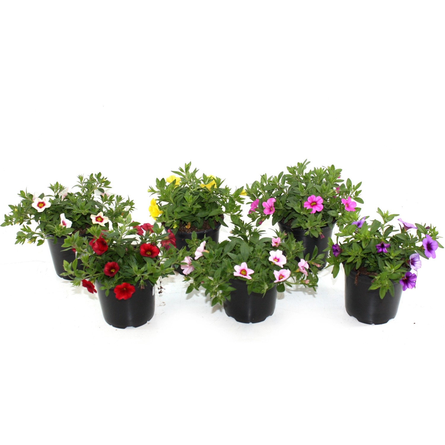 GROW by OBI Minipetúnia (Calibrachoa hybride) "Carillon" rôzne farby pr ...