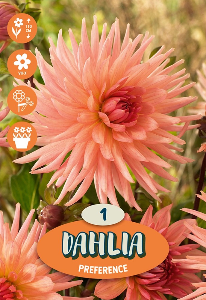 Cibuľka georgína (Dahlia) ''Preferencie'', 1 ks nakúpiť v OBI