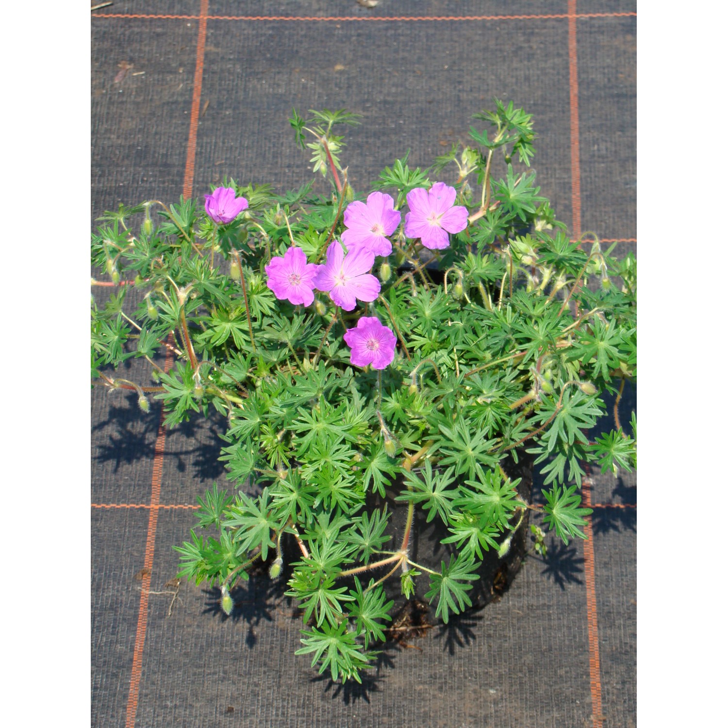 Pakost krvavý nakúpiť v OBI