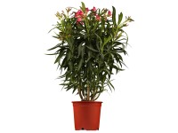 Oleander nákup v OBI!