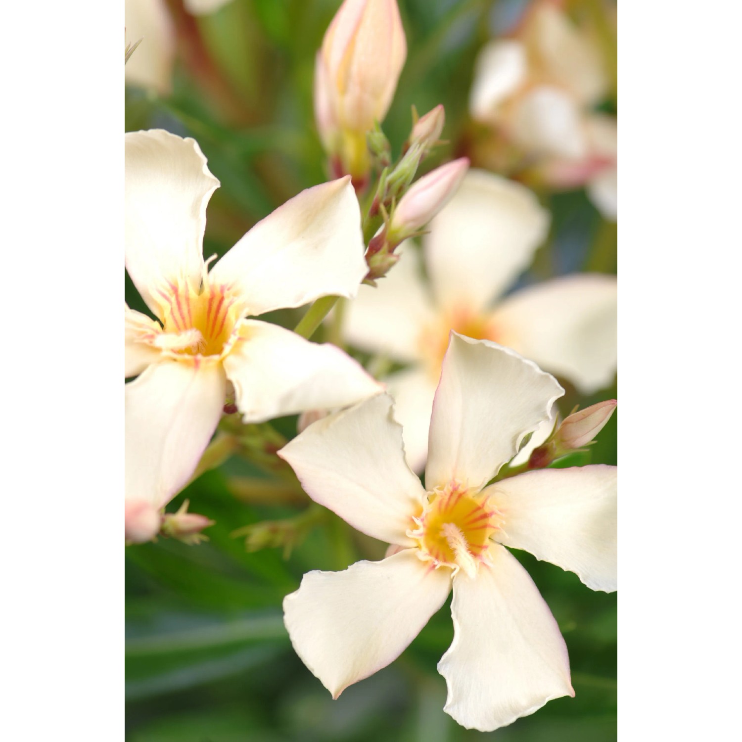 Oleander obyčajný rôzne druhy priemer kvetináča cca 17 cm Nerium ...