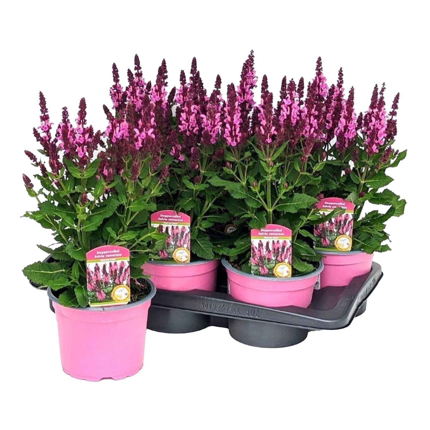 Šalvia hájna (Salvia nemorosa) "Marvel Rose" pr. kvetináča 17 cm ...