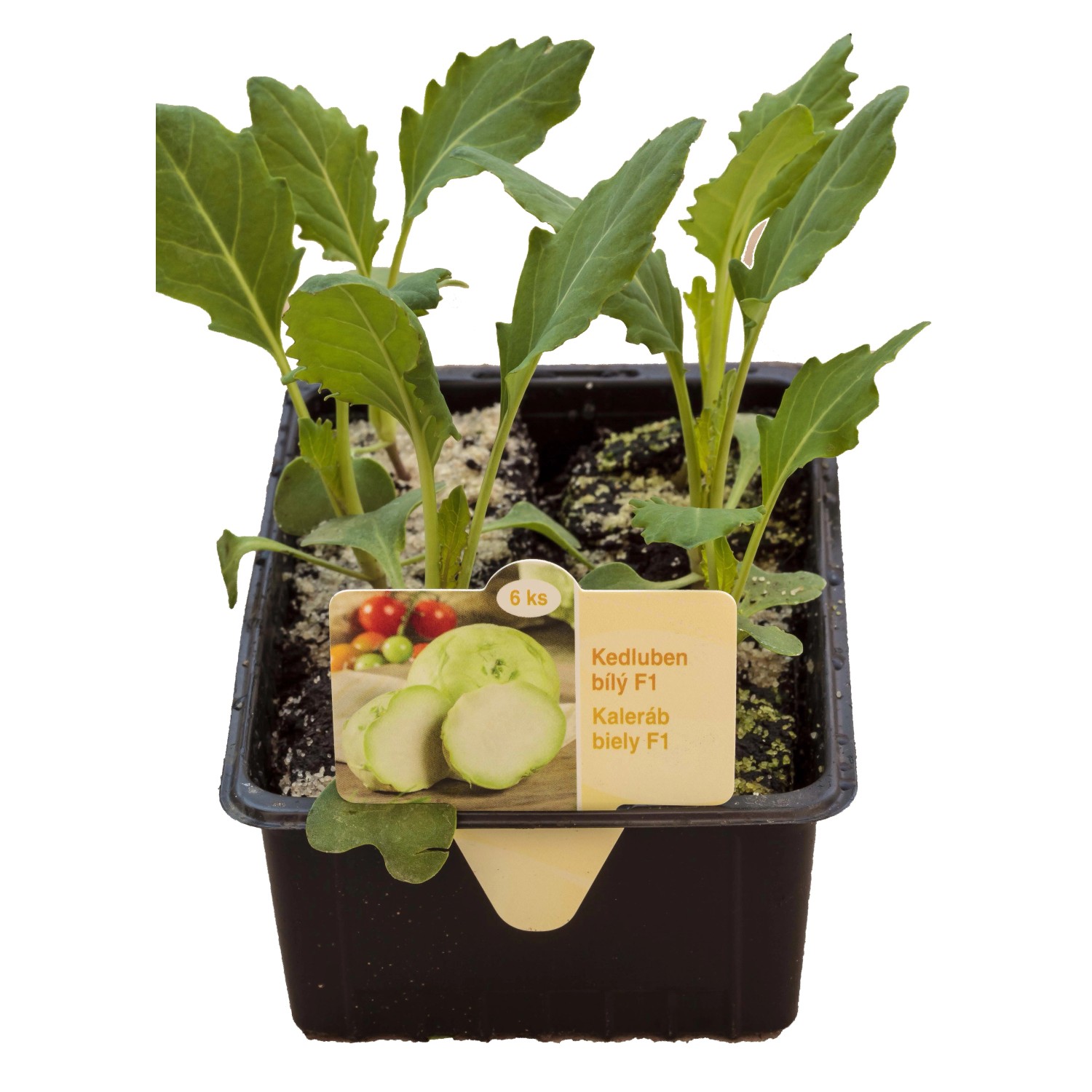 Kaleráb, sadba v miske nakúpiť v OBI