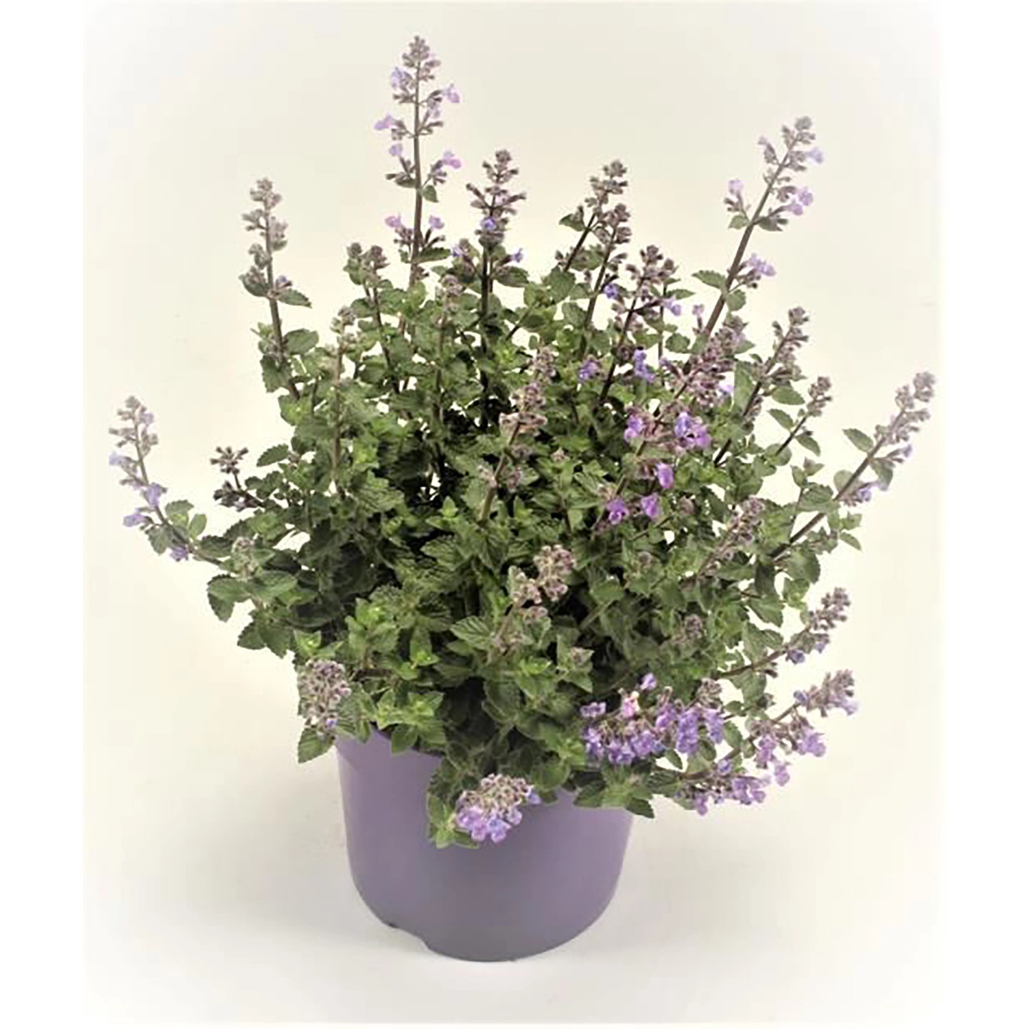 GROW by OBI Kocúrnik skrížený (Nepeta x faassenii), pr. cca 25 cm ...