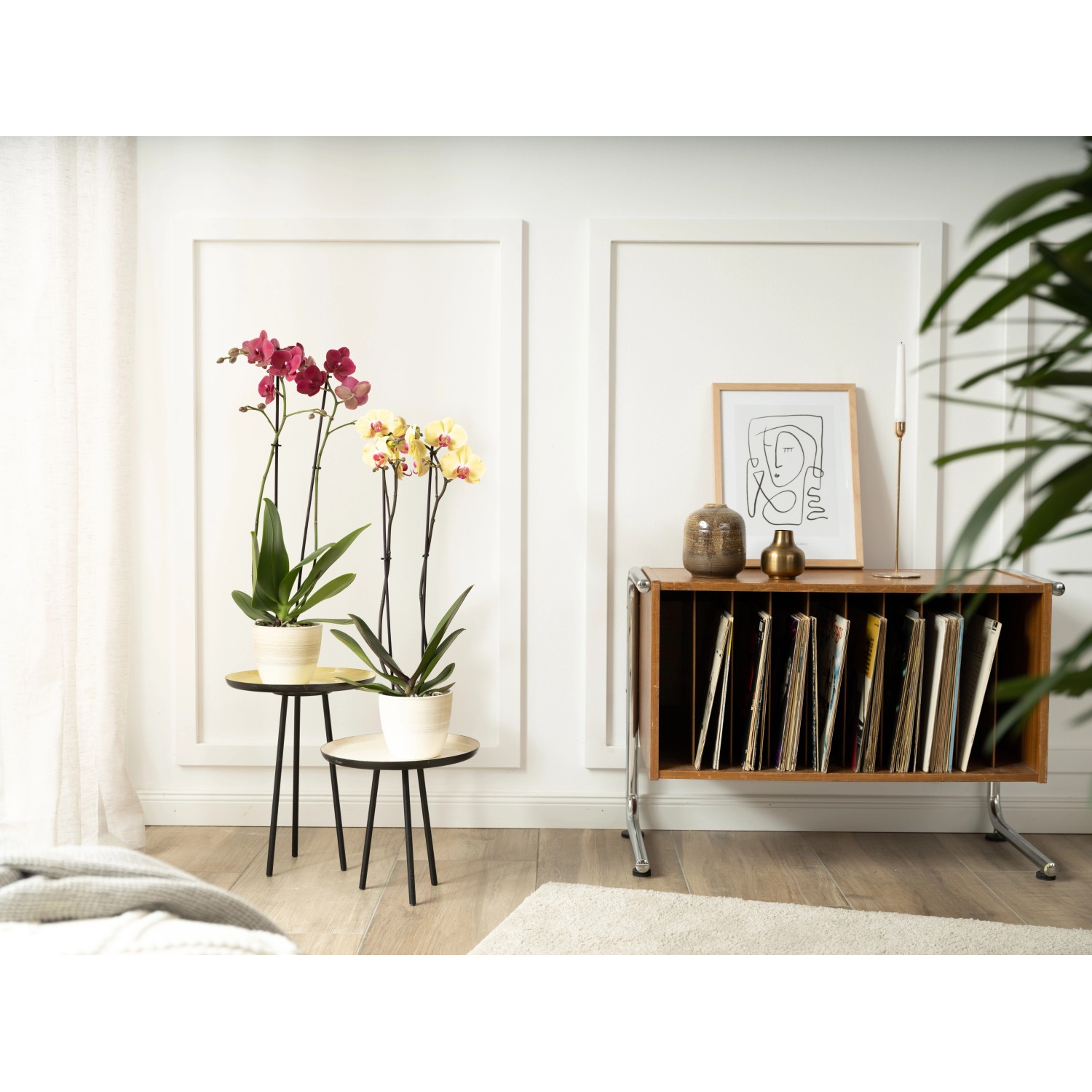 OBI Orchidea motýľokvetá Asian Gold, 60-70 cm, pr. kvetináča cca 12 cm ...