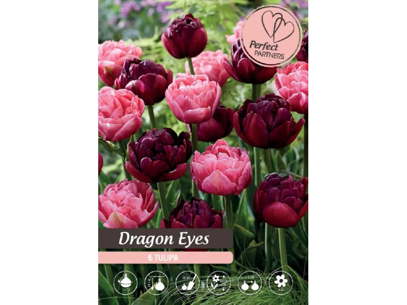 Royal De Ree Holland Kvetinové cibuľky Tulipán Dragon Eyes nakúpiť v OBI