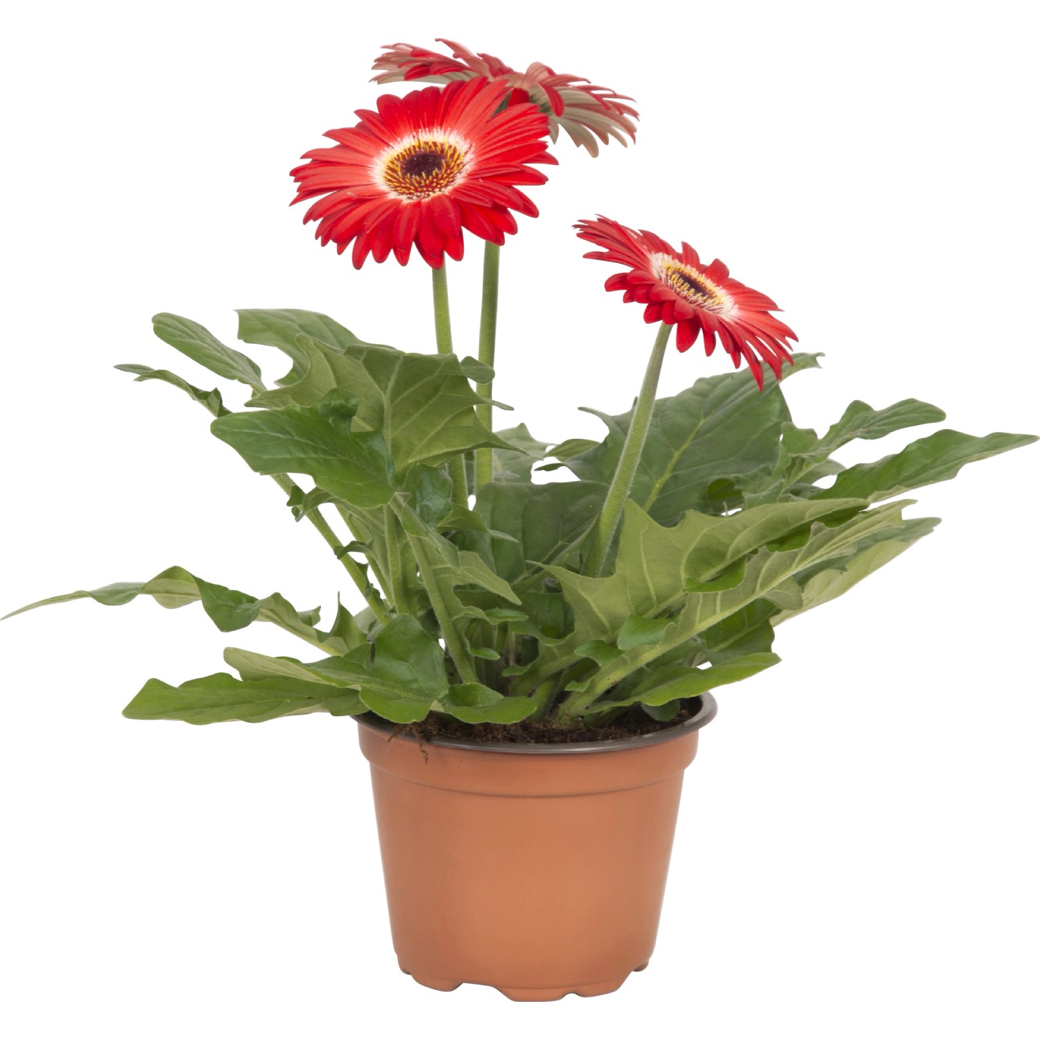 Gerbera "Twister" cca 12 cm rôzne farby nakúpiť v OBI