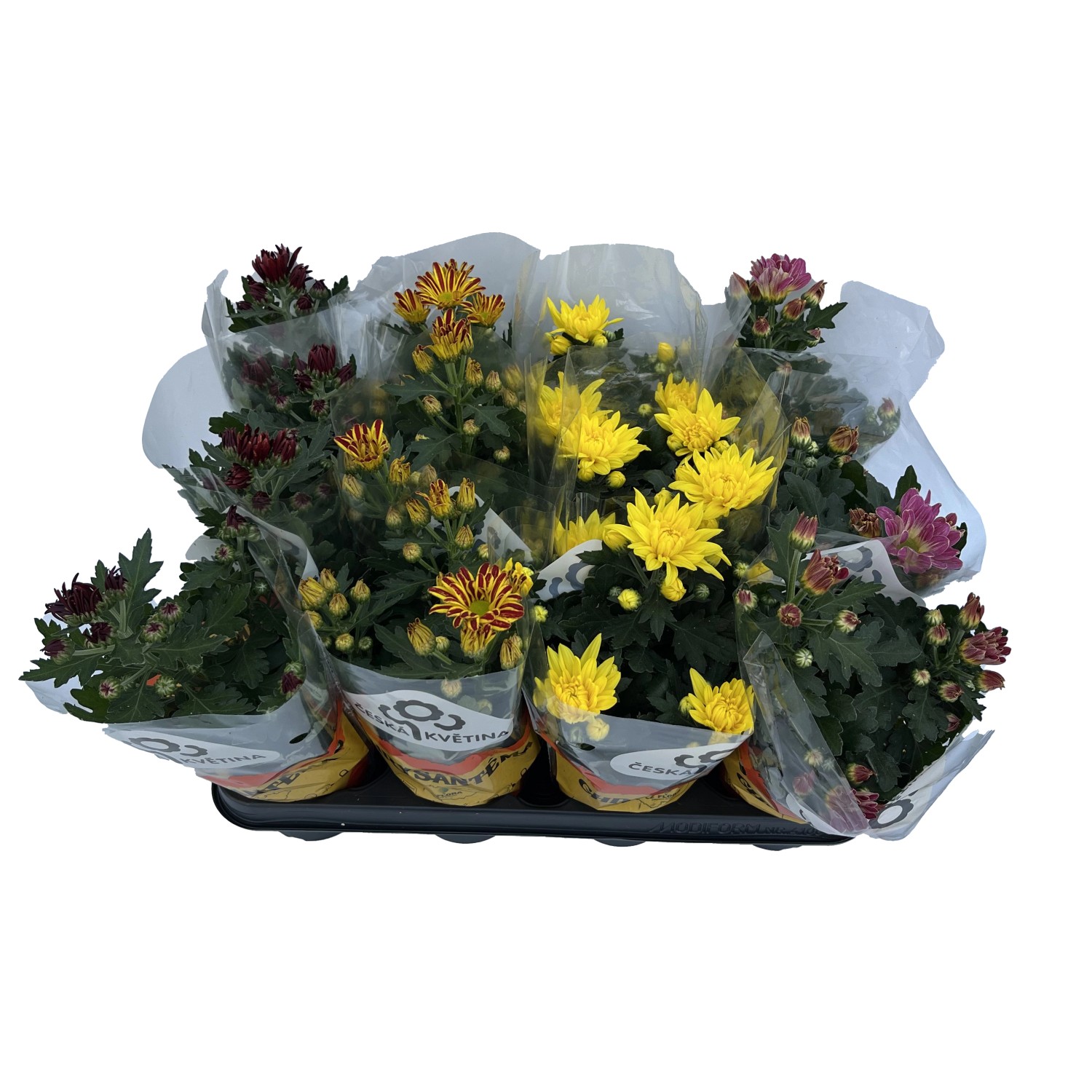 Chryzantéma indická (Chrysanthemum indicum) výška kríka cca 10 - 20 cm ...