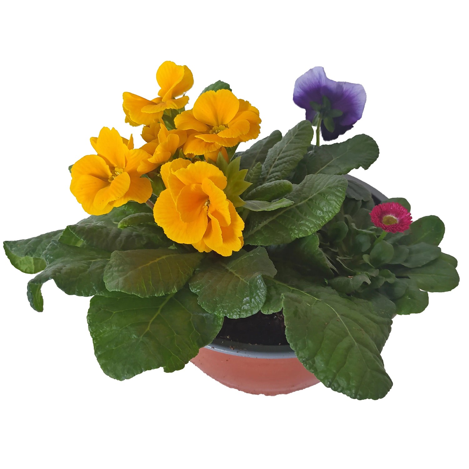 Jarné rastliny vysadené v miske o pr. 19 cm nakúpiť v OBI