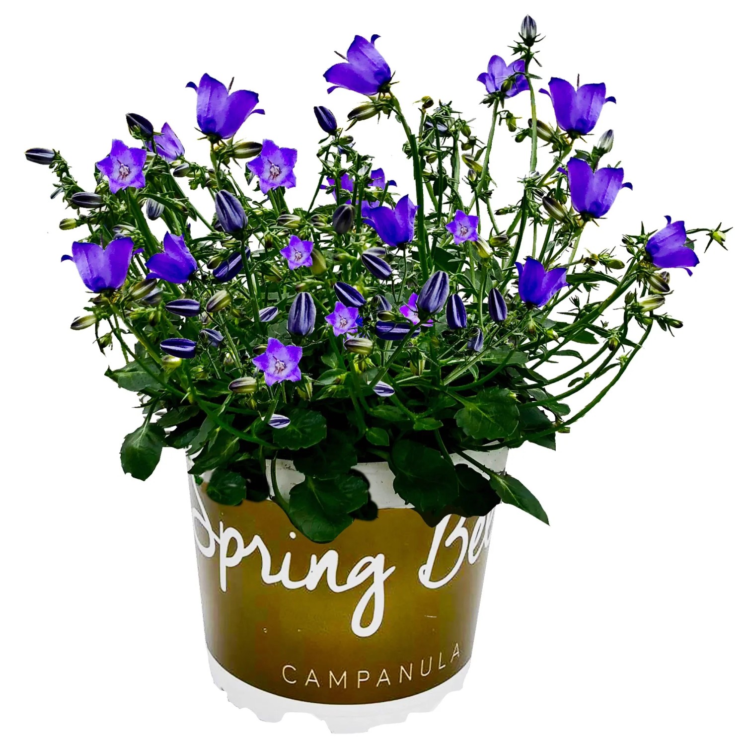 Royal Lemkes Zvonček karpatský (Campanula carpatica) "Spring Bell ...