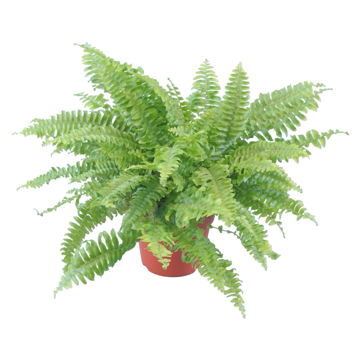 GROW by OBI Nefrolepka priemer kvetináča cca 12 cm nakúpiť v OBI