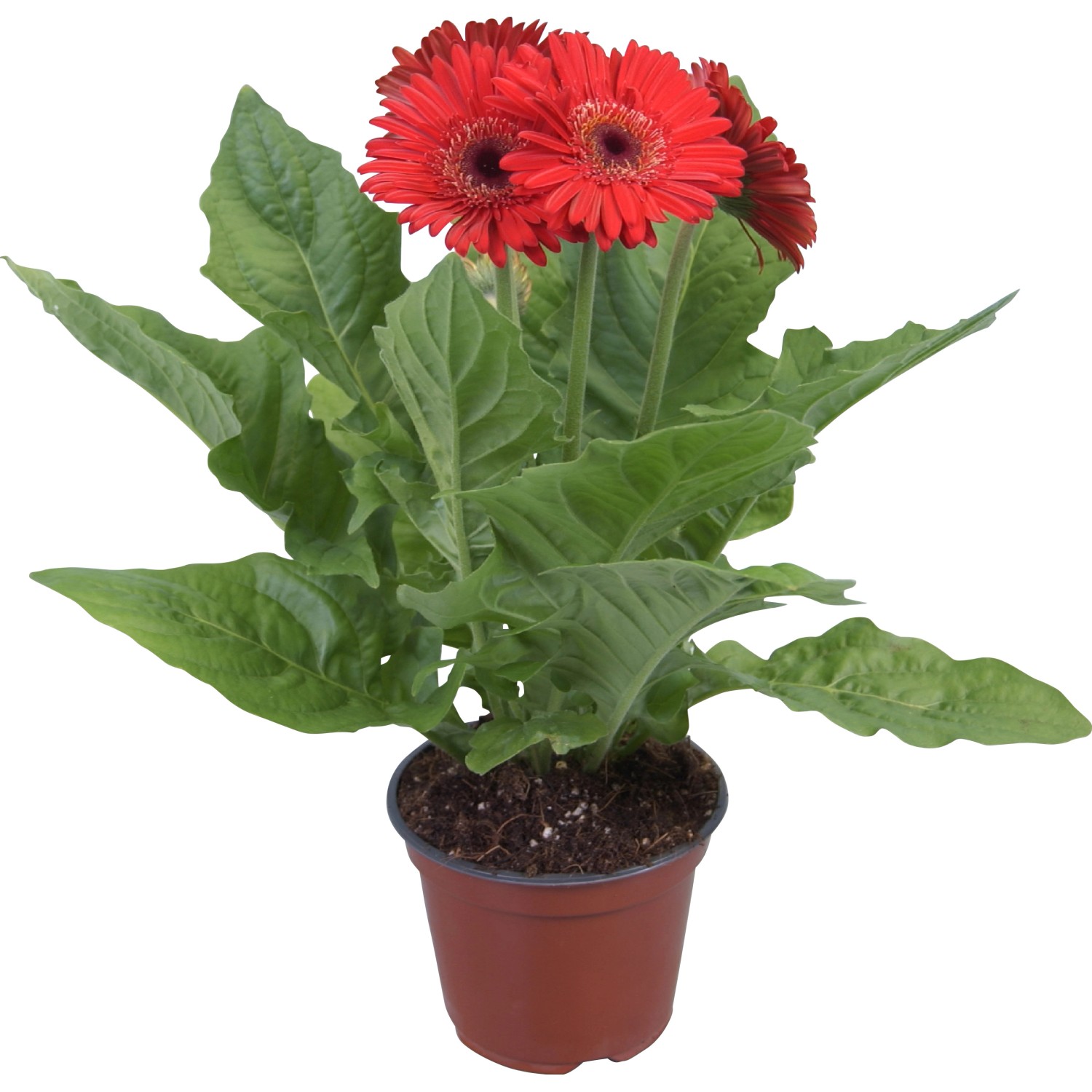 Royal Lemkes Gerbera (Gerbera) rôzne farby cca výška 20 cm, pr. 12 cm ...