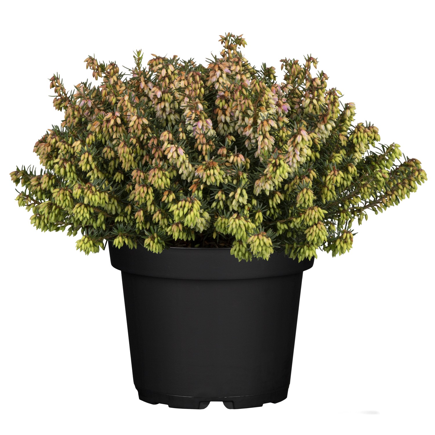 Vresovec pleťový (Erica carnea) "Winter Ladies", pr. kv. cca 9,5 cm ...