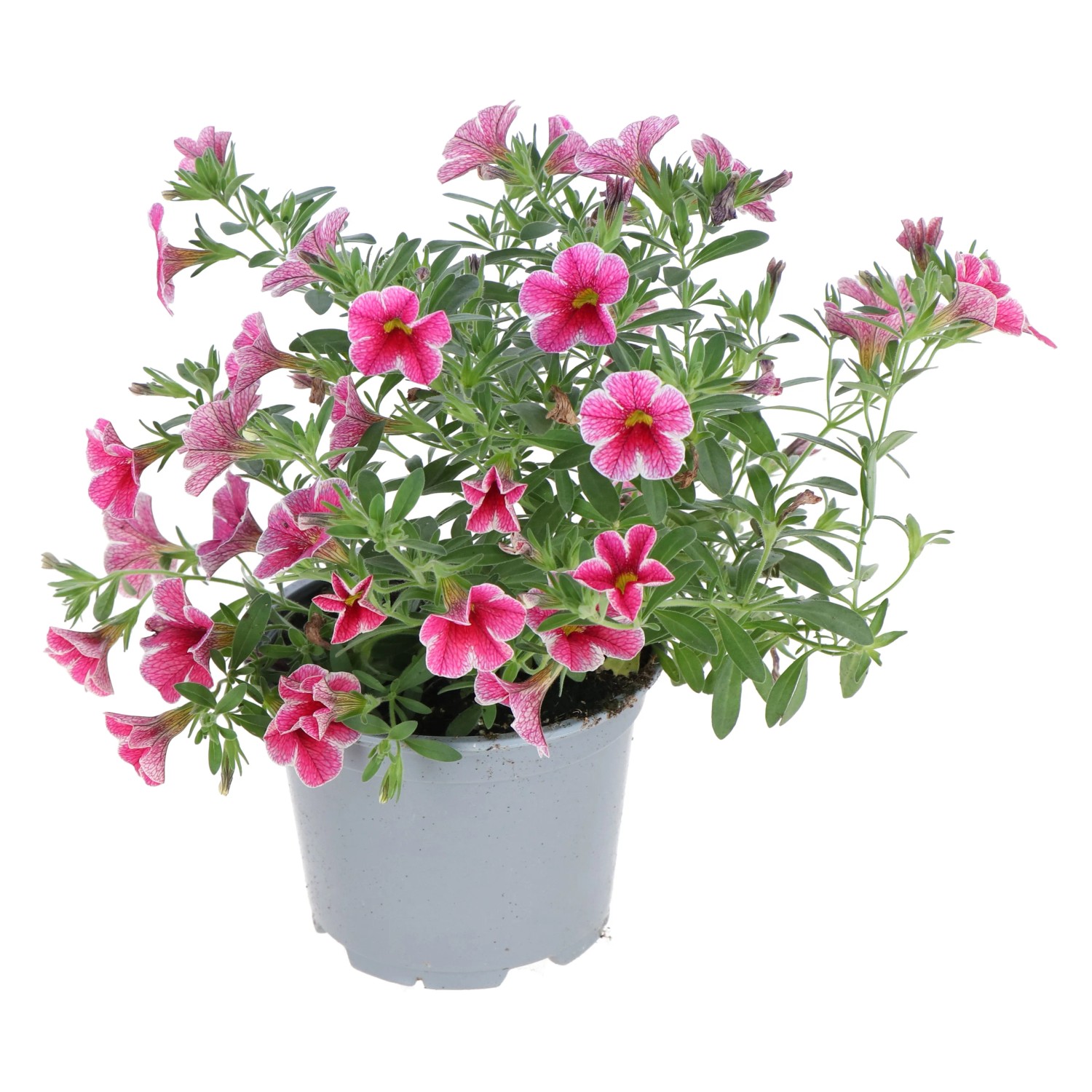 GROW by OBI Minipetúnia (Calibrachoa hybrid) "Cherry Lace" cca pr. 12 ...