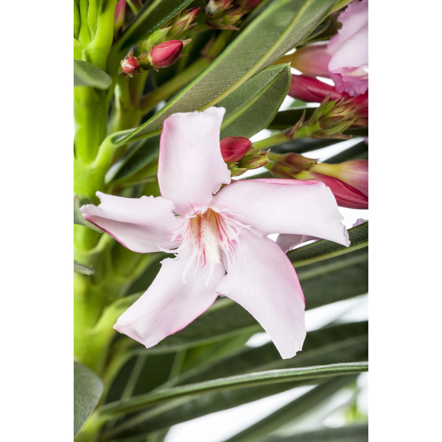 OBI Oleander obyčajný červený priemer kvetináča cca 17 cm Nerium ...