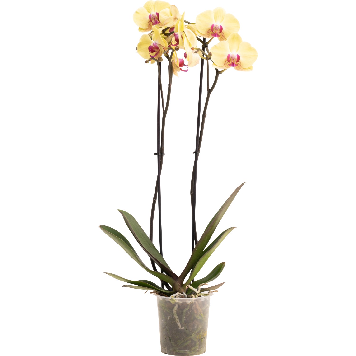 OBI Orchidea motýľokvetá Asian Gold, 60-70 cm, pr. kvetináča cca 12 cm ...