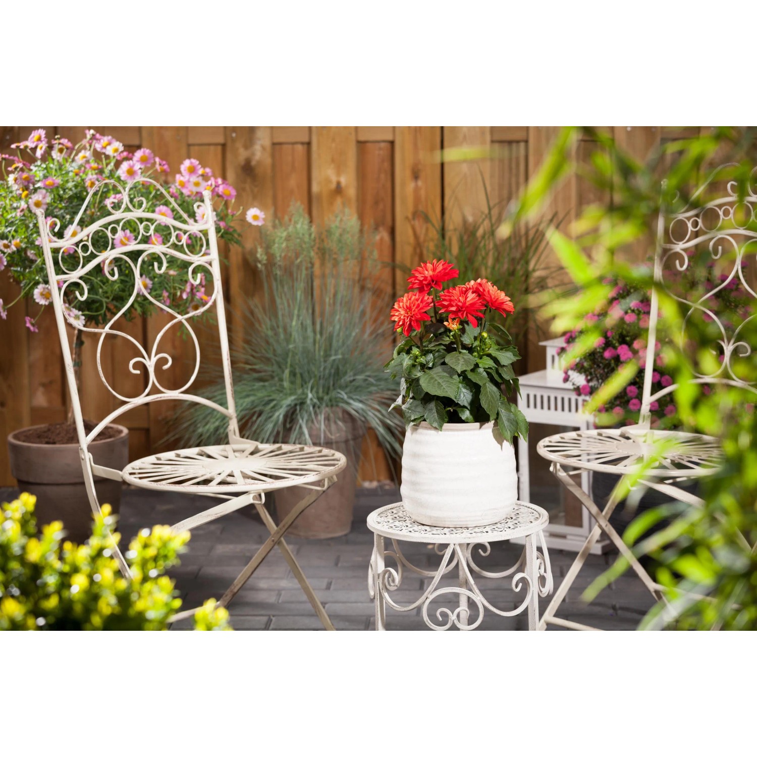 Royal Lemkes Georgína (Dhalia) "Dahlietta Rachel" výška 25-30 cm, pr ...