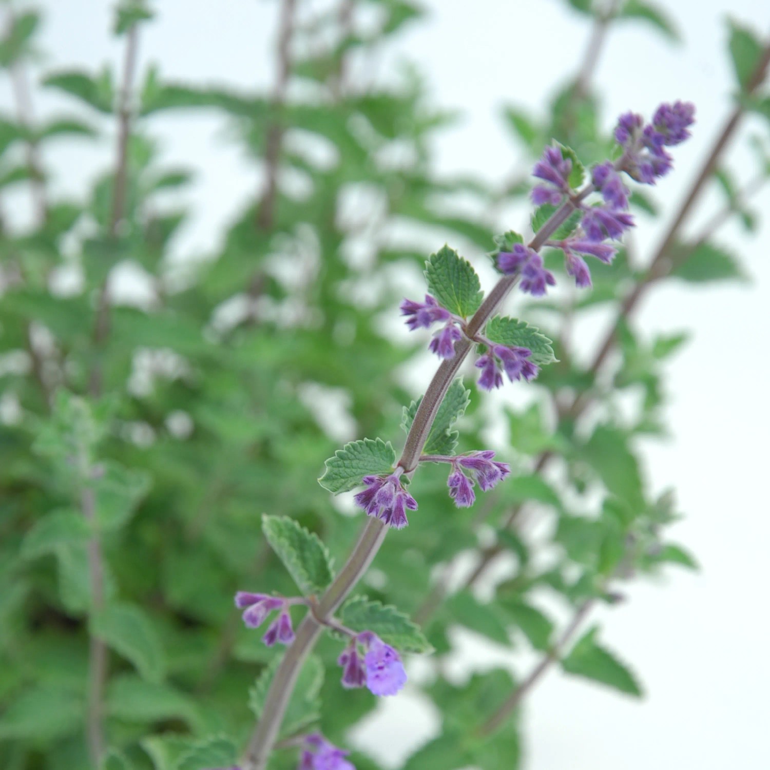 Royal Lemkes Šanta mačacia (Nepeta x faassenii) pr. 17 cm nakúpiť v OBI