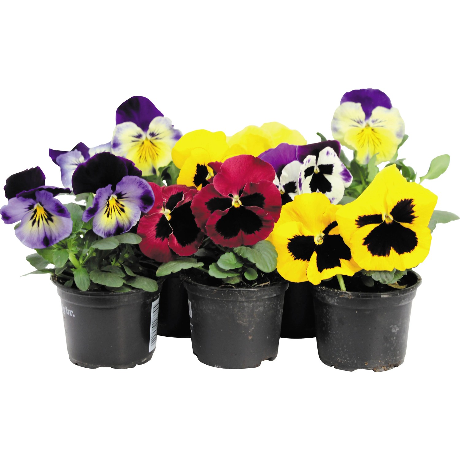 WW Flora Sirôtka záhradná (Viola wittrockiana) rôzne farby cca pr. 9 cm