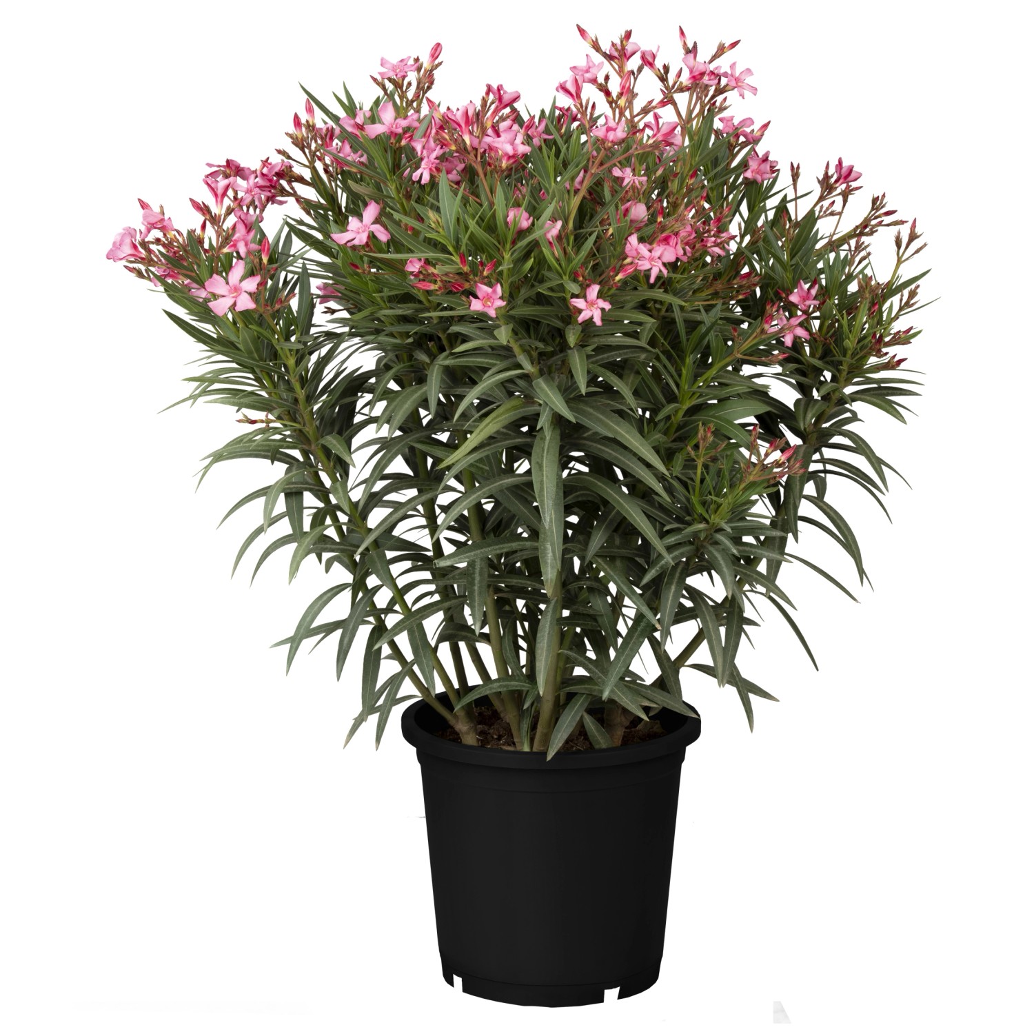 Landgard Oleander obyčajný (Nerium oleander) výška 40-60 cm, pr. 22 cm ...