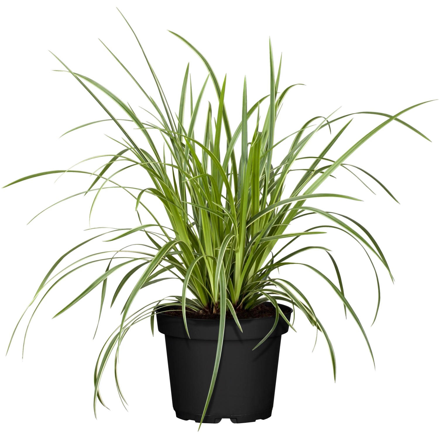 Grow by OBI Ostrice japonská Ice Dance, pr. kv. 14 cm