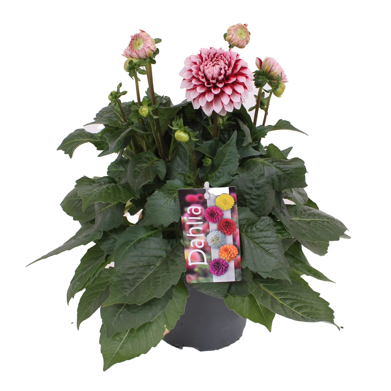 Georgína (Dahlia) "Labella Grande" výška 40-45 cm, pr. kvetináča 17 cm ...