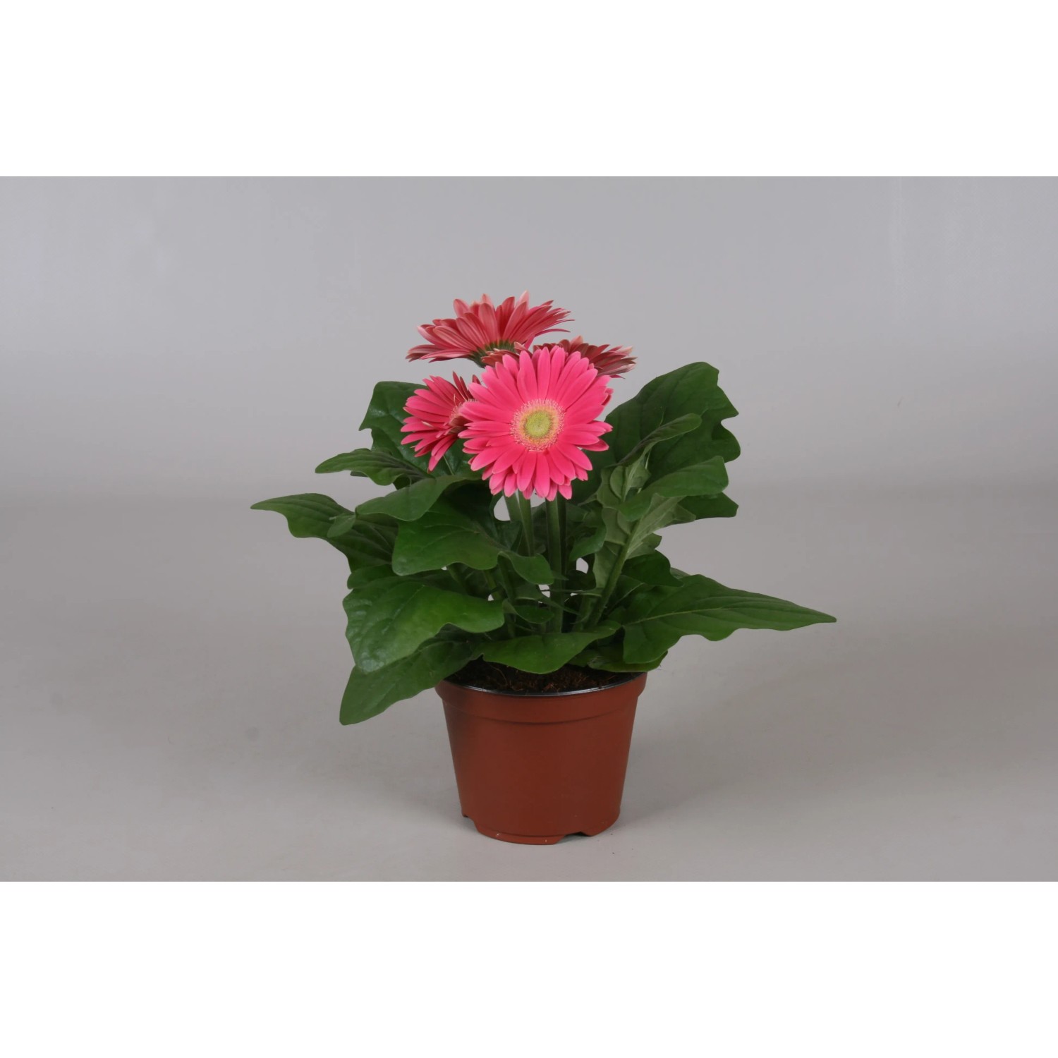 GROW by OBI Gerbera ružová, výška cca 30 cm, pr. kvetináča 12 cm
