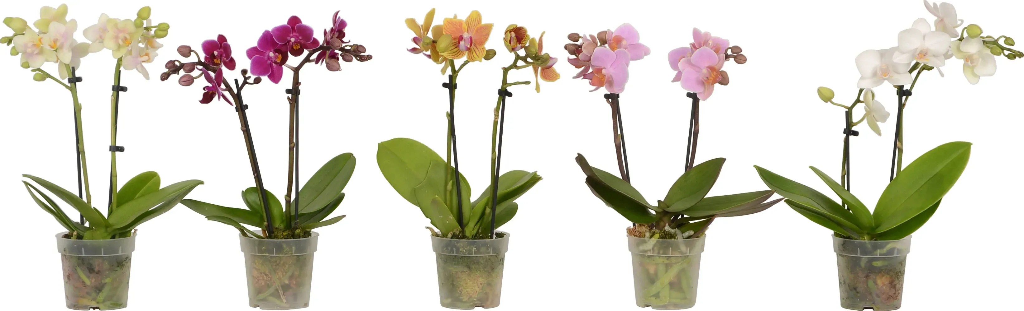 Mini orchidea motýlokvetá 2-výhonková priemer kvetináča cca 7 cm ...