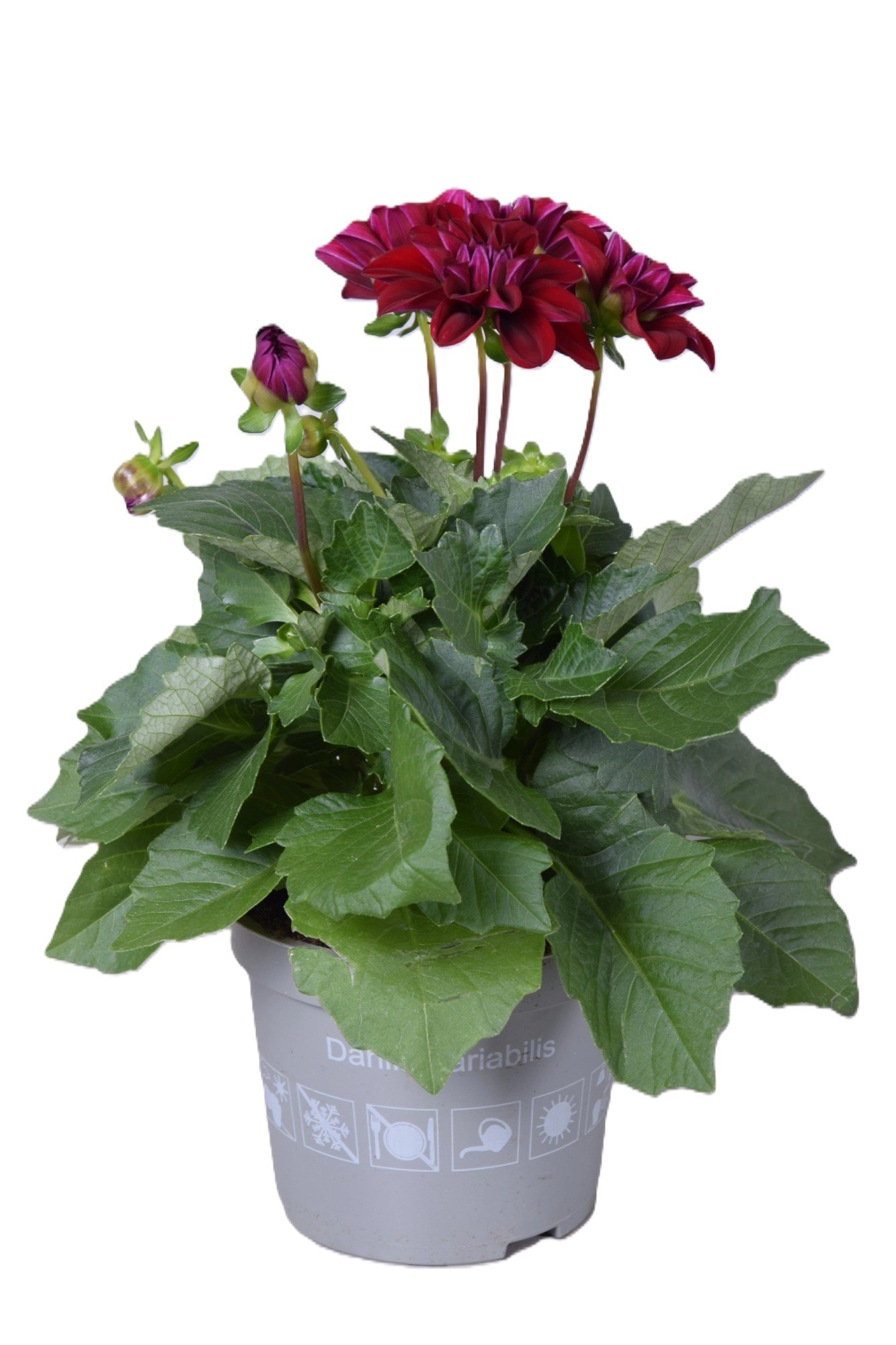 Royal Lemkes Georgína (Dhalia) "Dahlietta Patty" výška 25-30 cm, pr. 12 cm nakúpiť v OBI