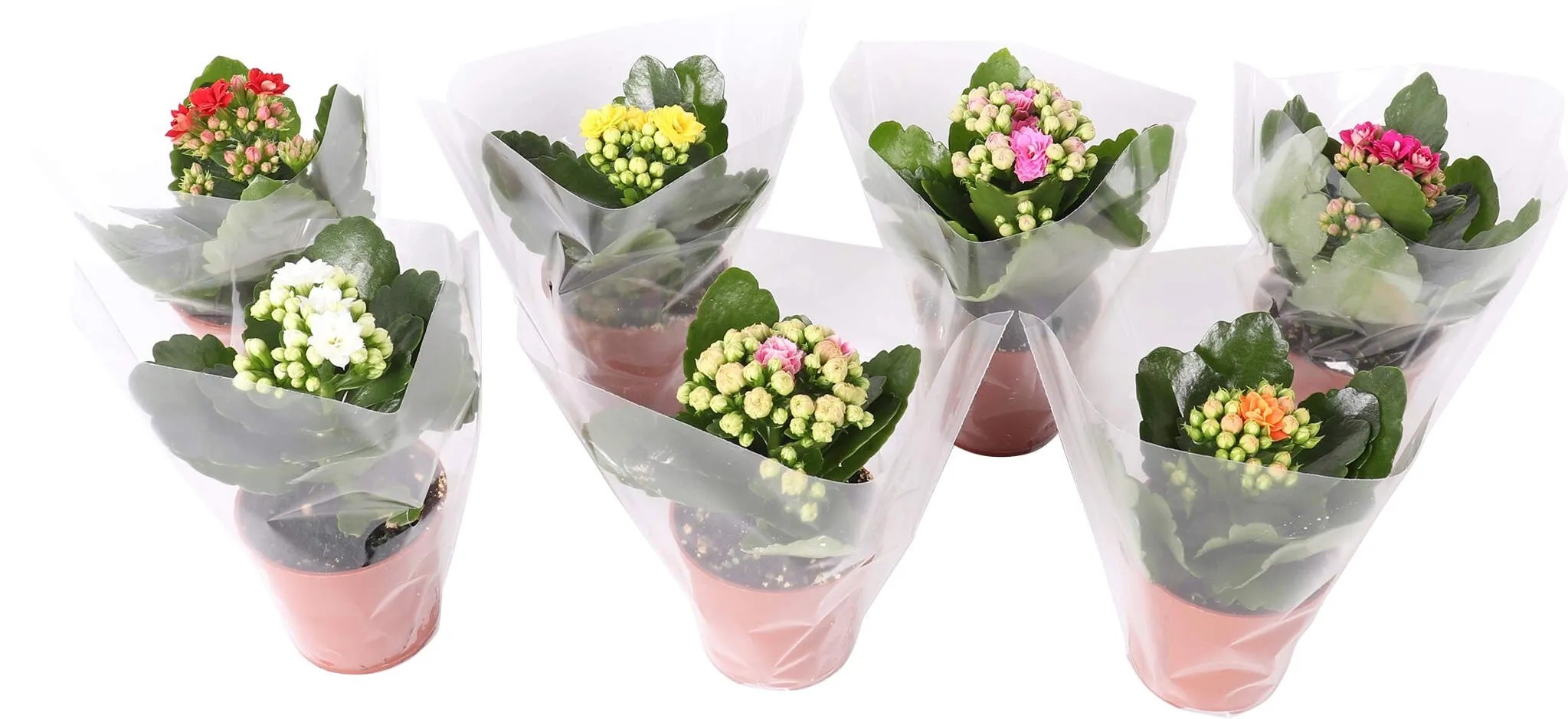 Kolopejka (Kalanchoe blossfeldiana), rôzne farby, pr. cca 7 x 10 - 20 ...