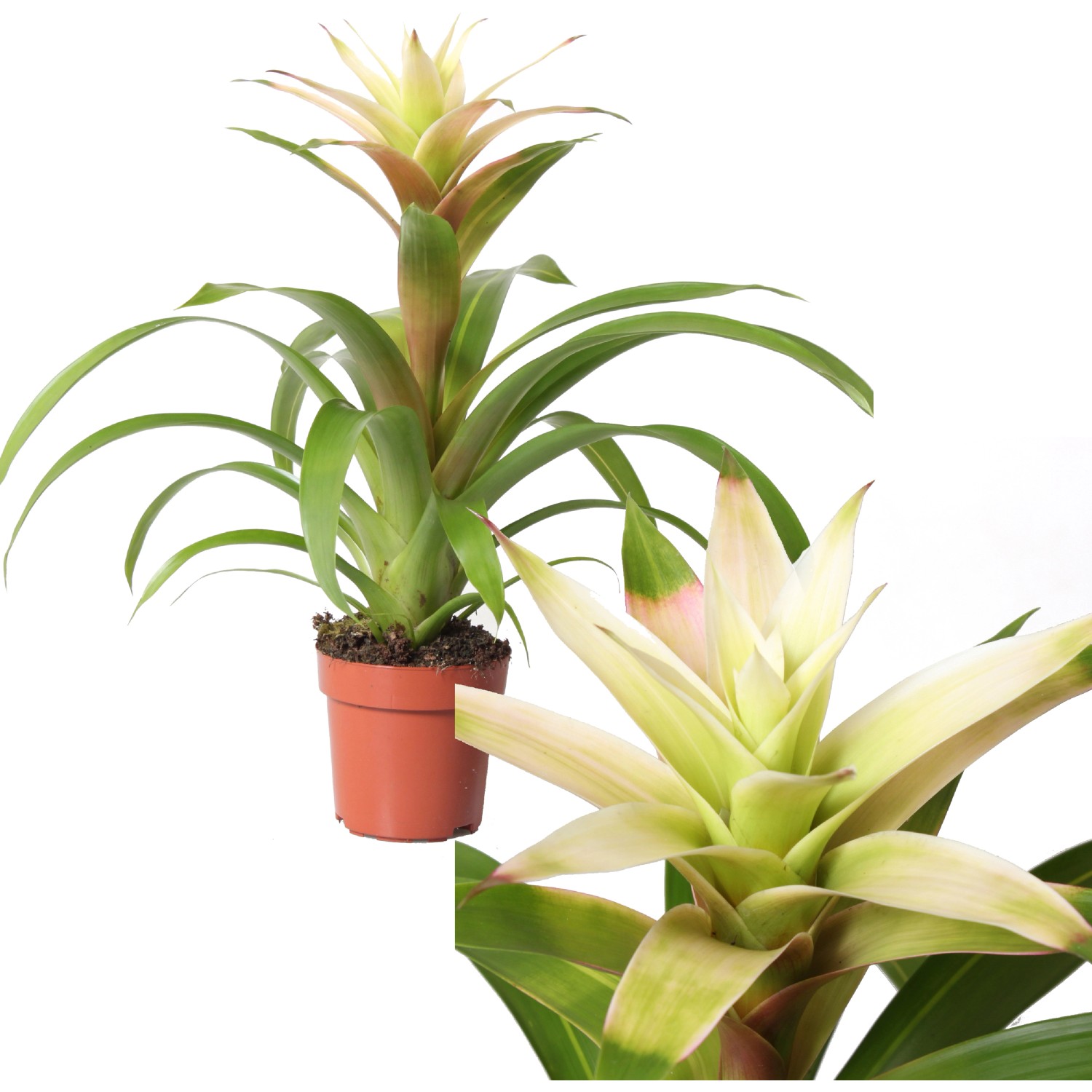 Guzmánia "Deseo" biela pr. kvetináča cca 12 cm (Guzmania) nakúpiť v OBI