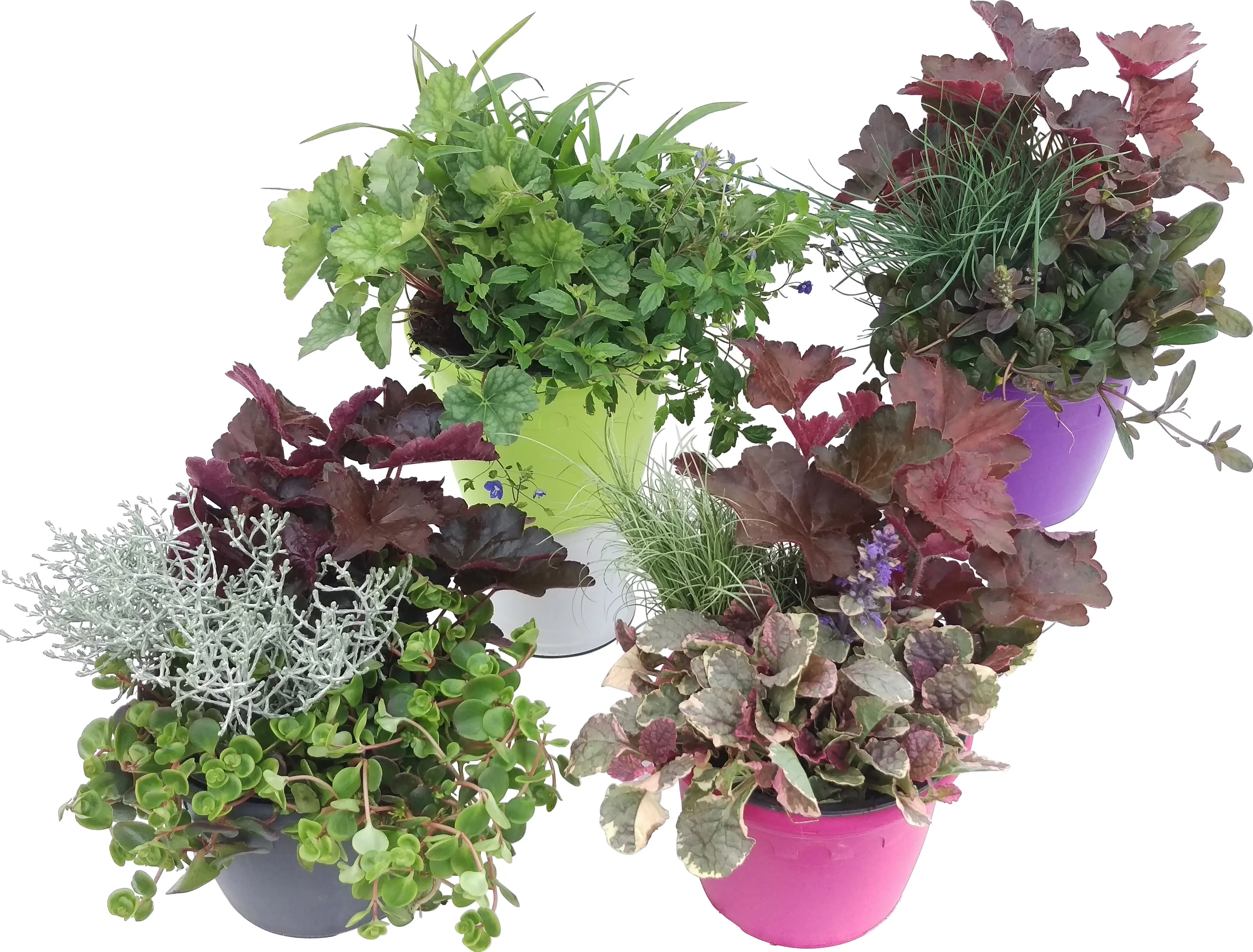 Trio trvaliek, pr. cca 15 cm nakúpiť v OBI