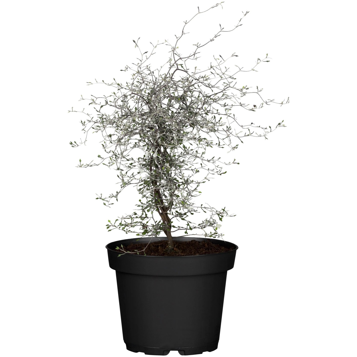 Landgard Korokia skalníková (Corokia cotoneaster) cca výška 20-30 cm, 1 l