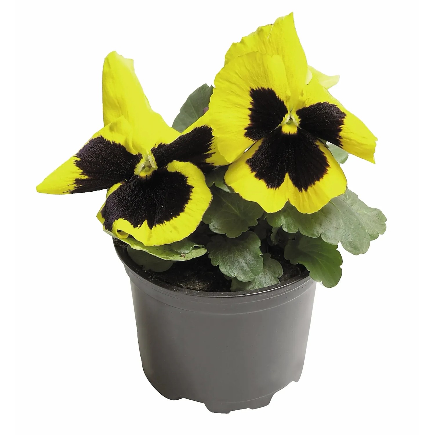 WW Flora Sirôtka záhradná (Viola wittrockiana) rôzne farby cca pr. 9 cm