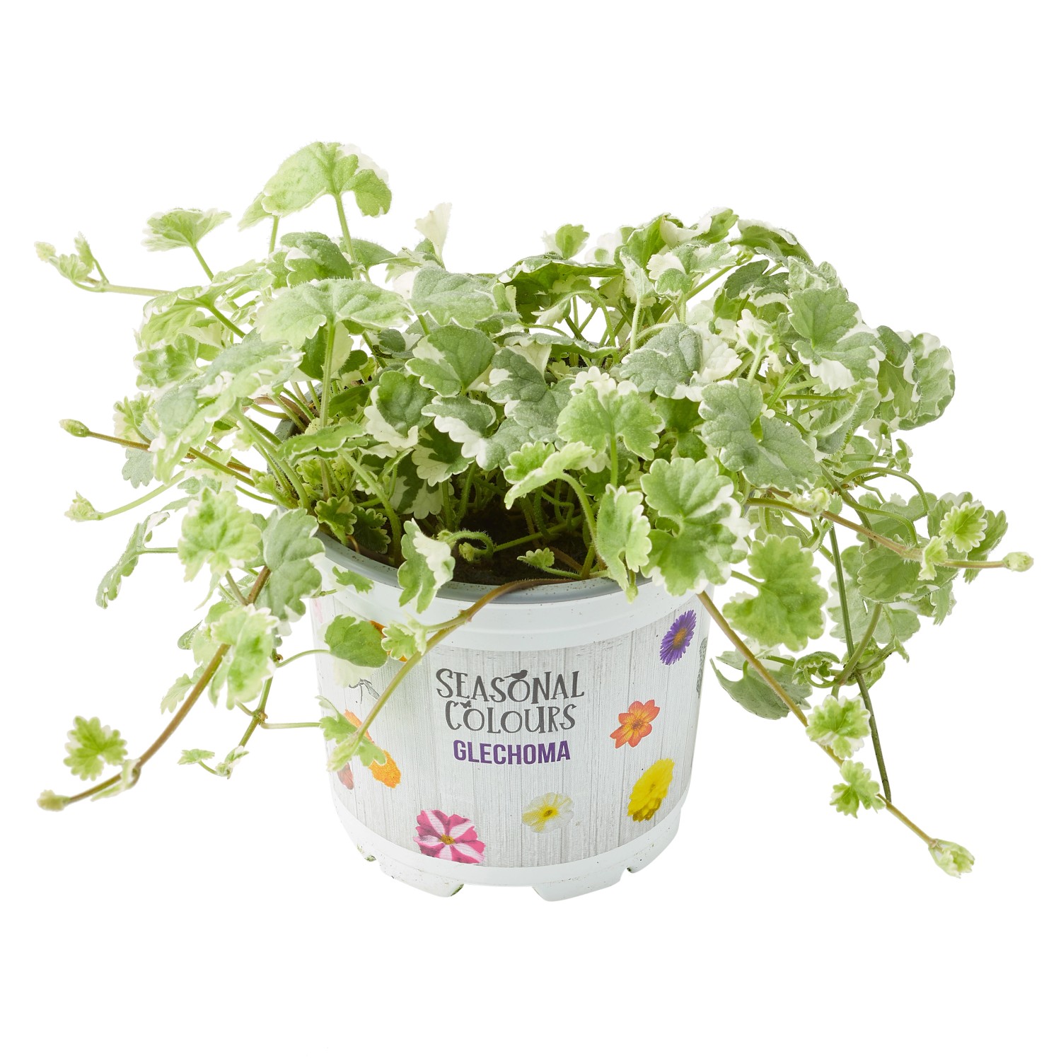 Popenec obecný (Glechoma hederacea), pr. kv. cca 10,5 cm nakúpiť v OBI