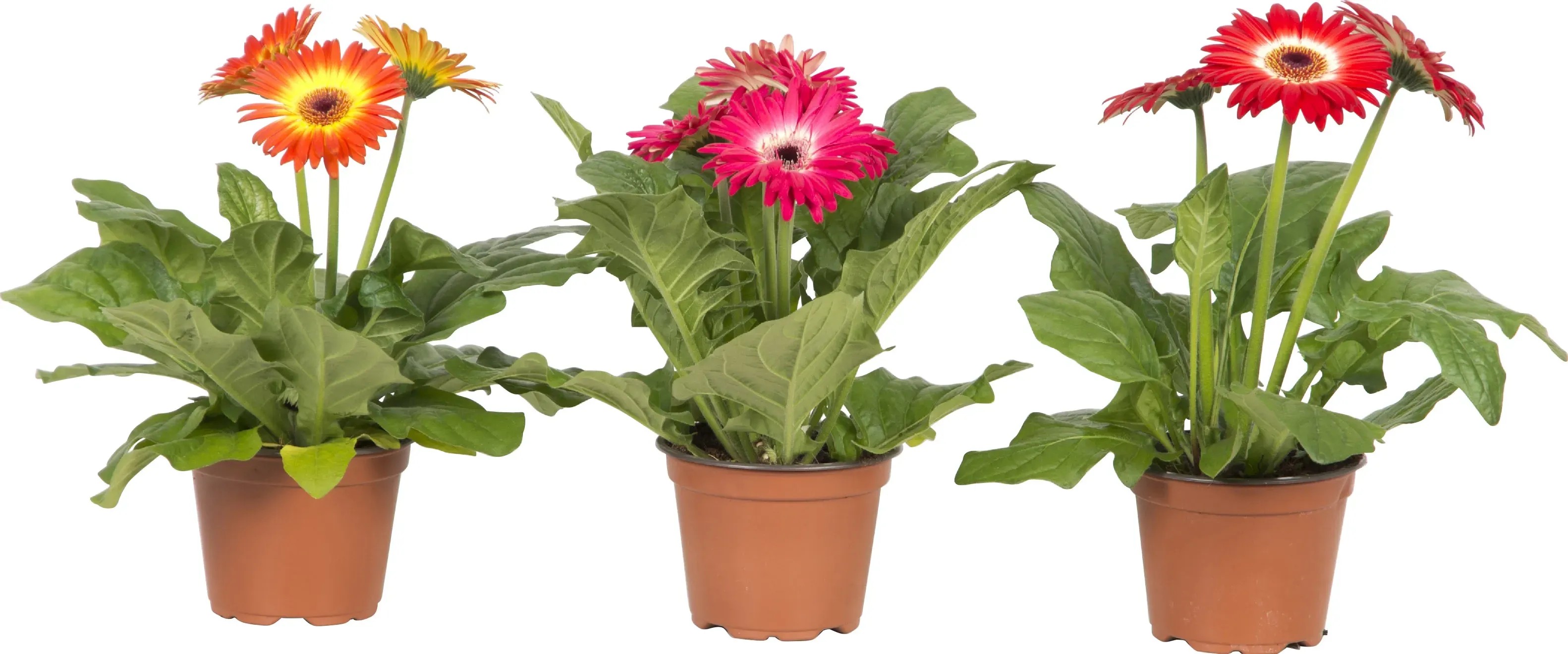 Gerbera "Twister" cca 12 cm rôzne farby nakúpiť v OBI