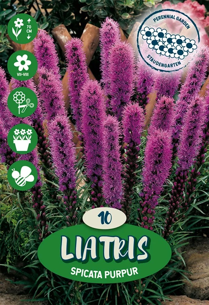 Liatra klasnatá Spicata purpurová