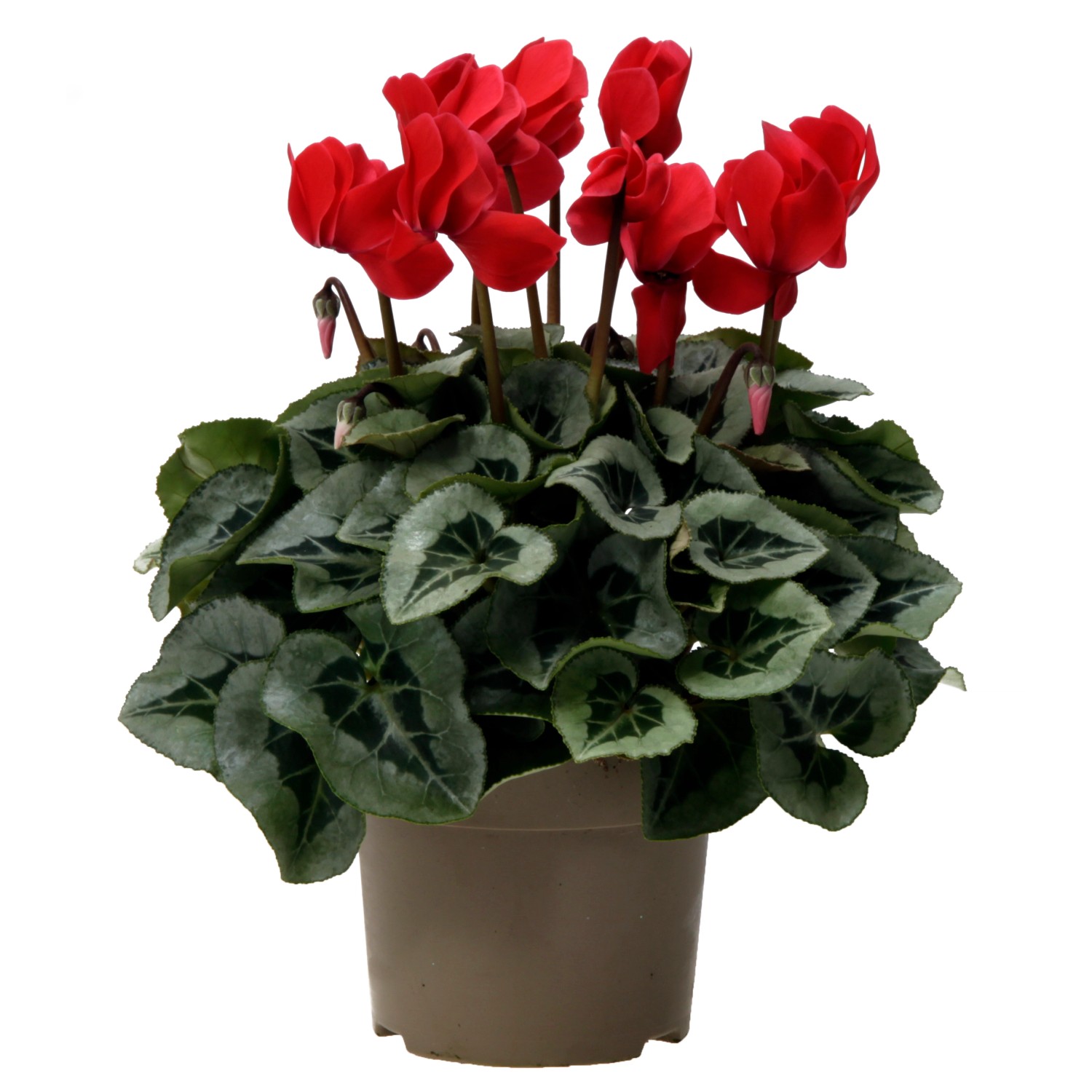 Cyklámen perzský (Cyclamen persicum) rôzne farby výška 30-35 cm, pr ...