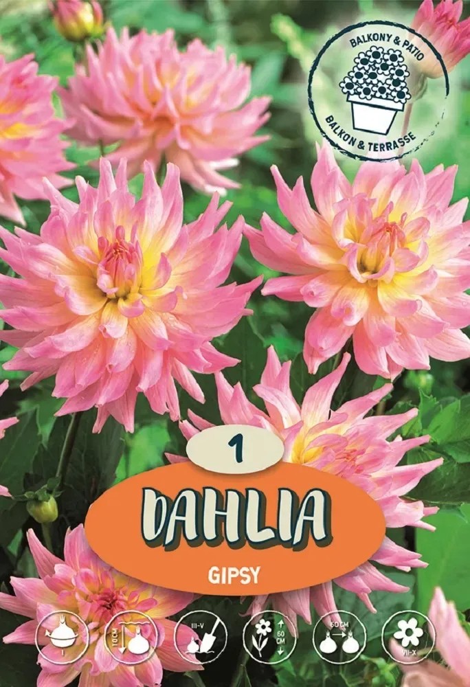 Georgína (dahlia) "Gipsy" lososovo - ružová nakúpiť v OBI