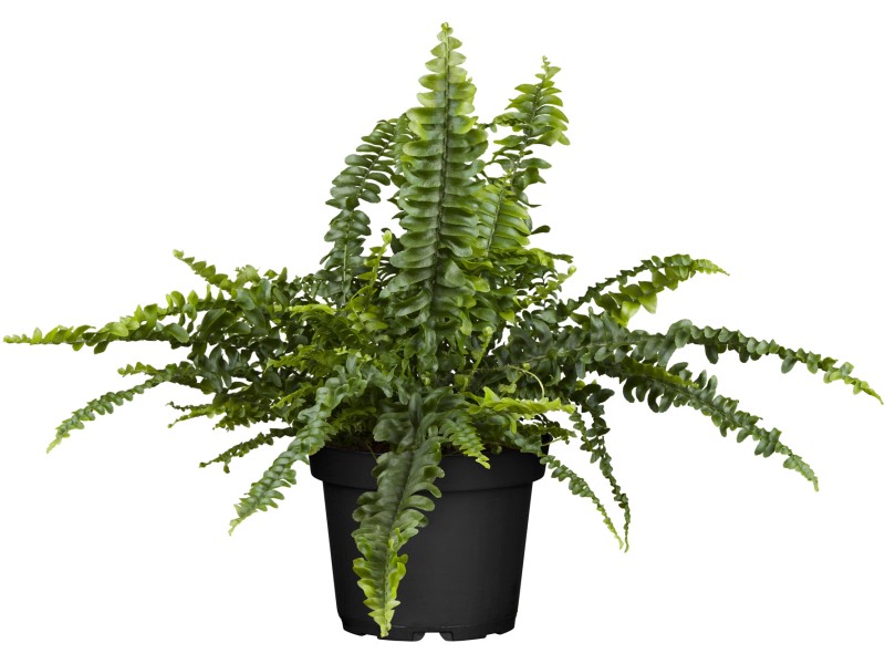 GROW by OBI Nefrolepka vznešená s priemerom kvetináča cca 17 cm nakúpiť ...