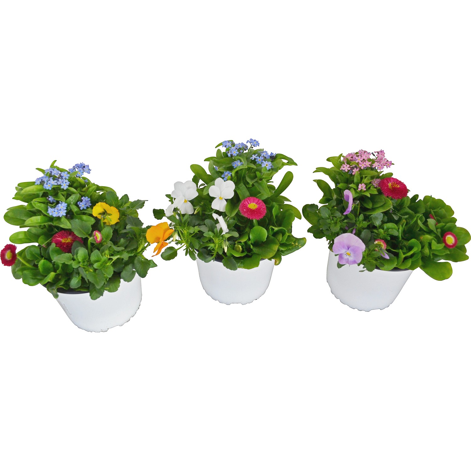 OBI Spring Deluxe Skoré jarné rastliny rôzne druhy priemer kvetináča ...